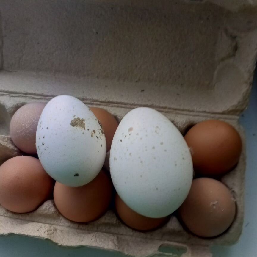 Яйца индюков бронза