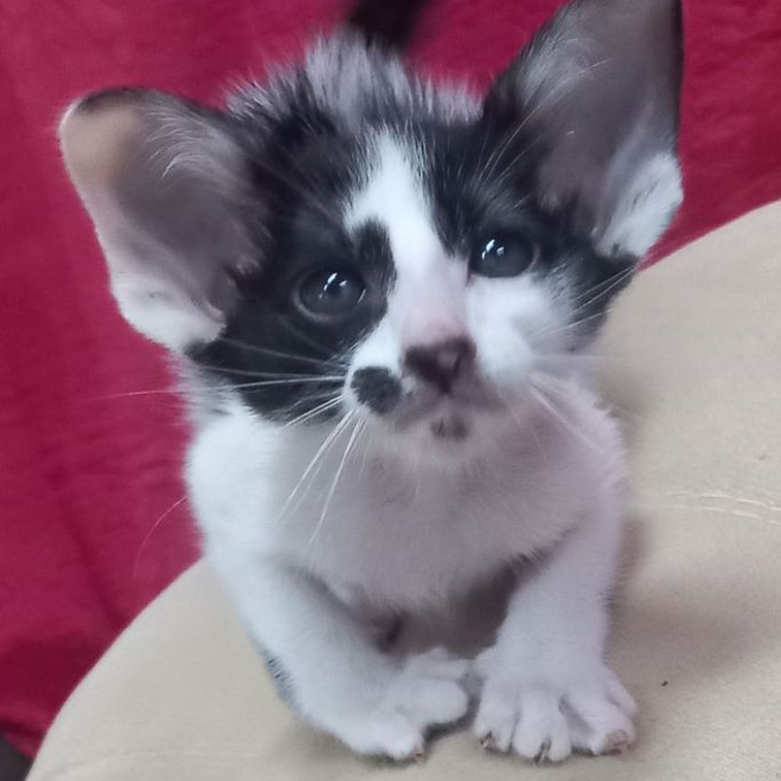 Ориентальный котёнок