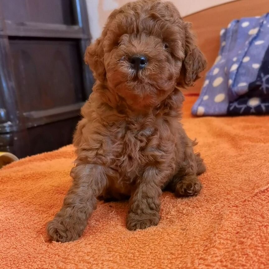 Той-пудель ред браун мальчик