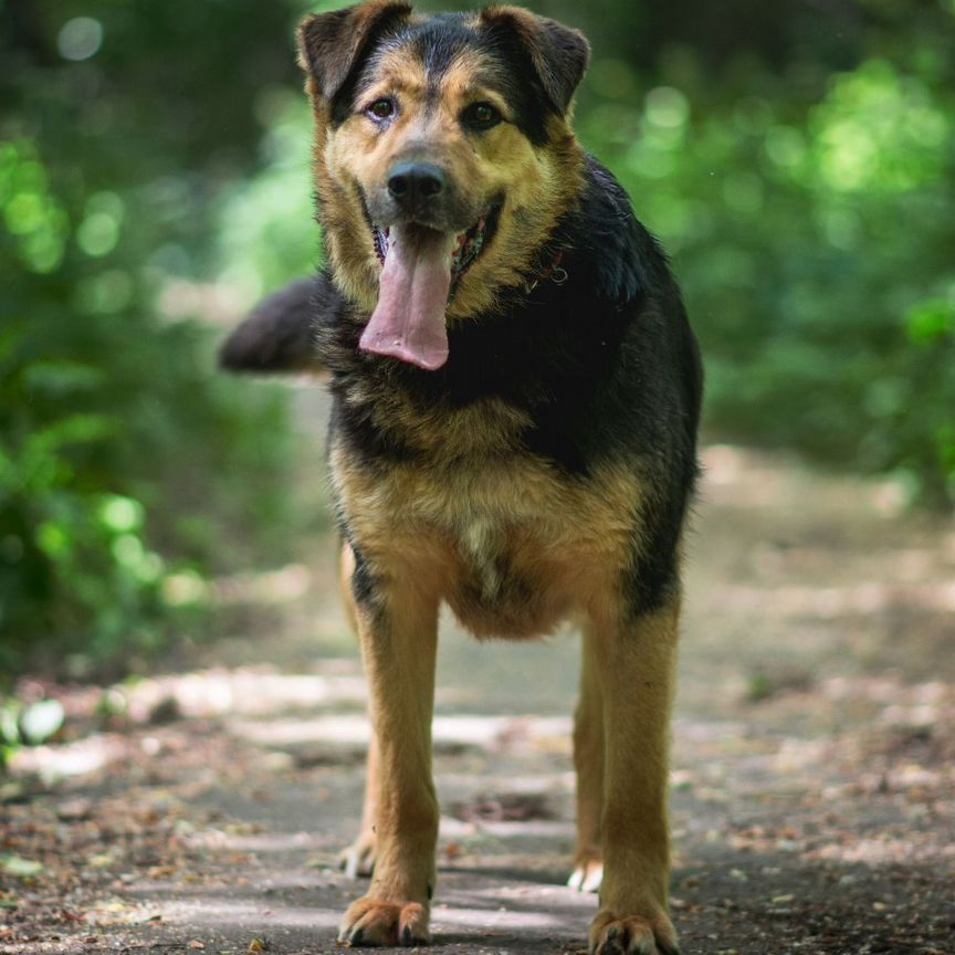 Собака ищет дом