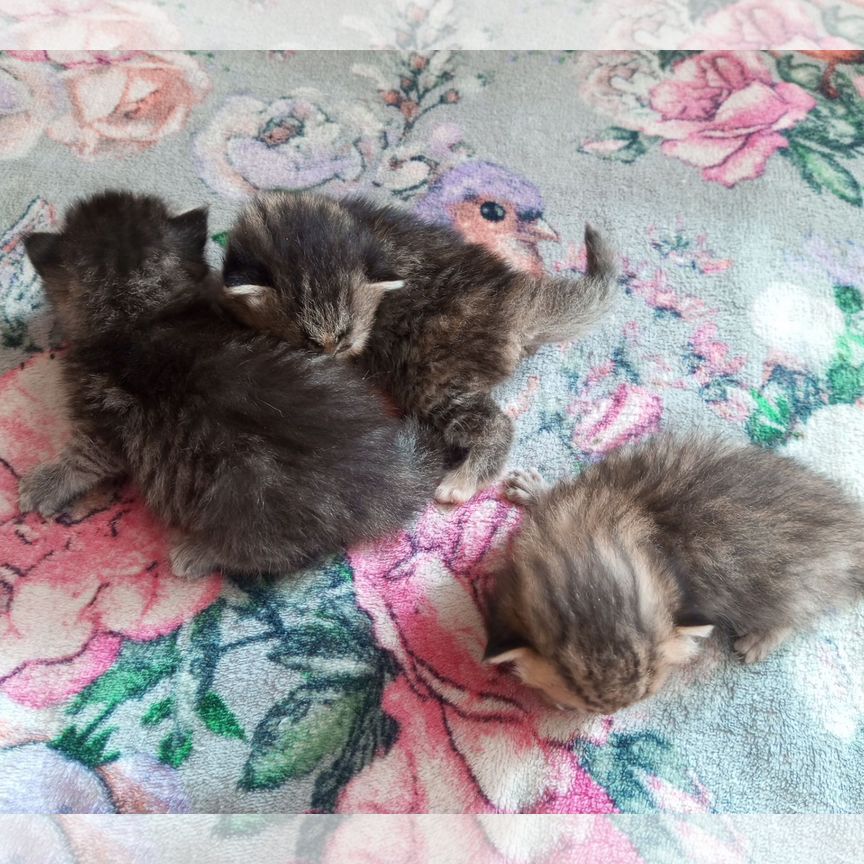 Отдам котяток