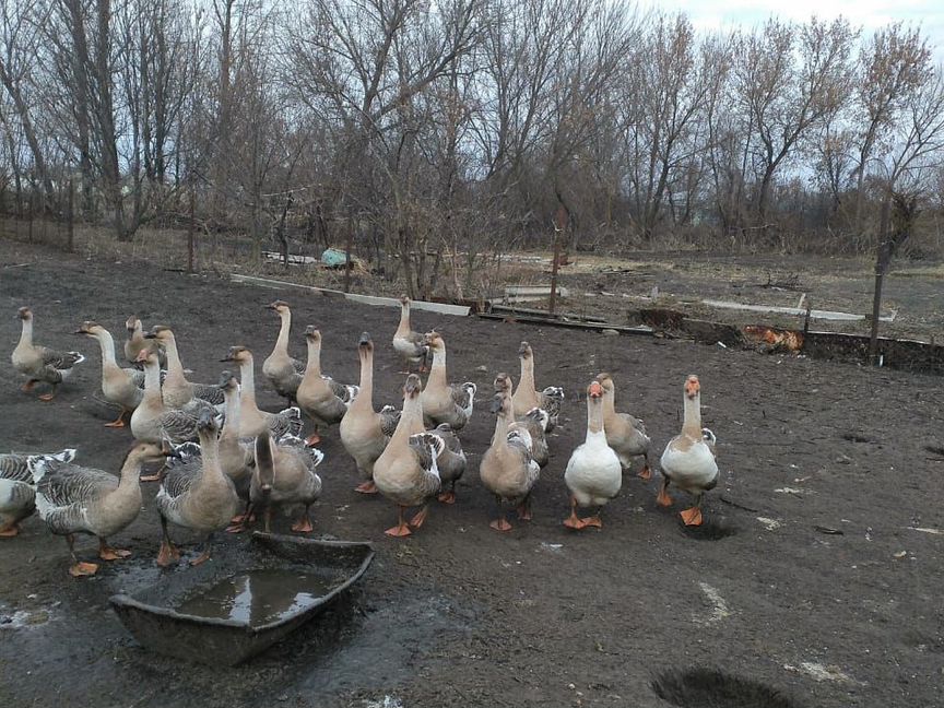 Деревенские гуси