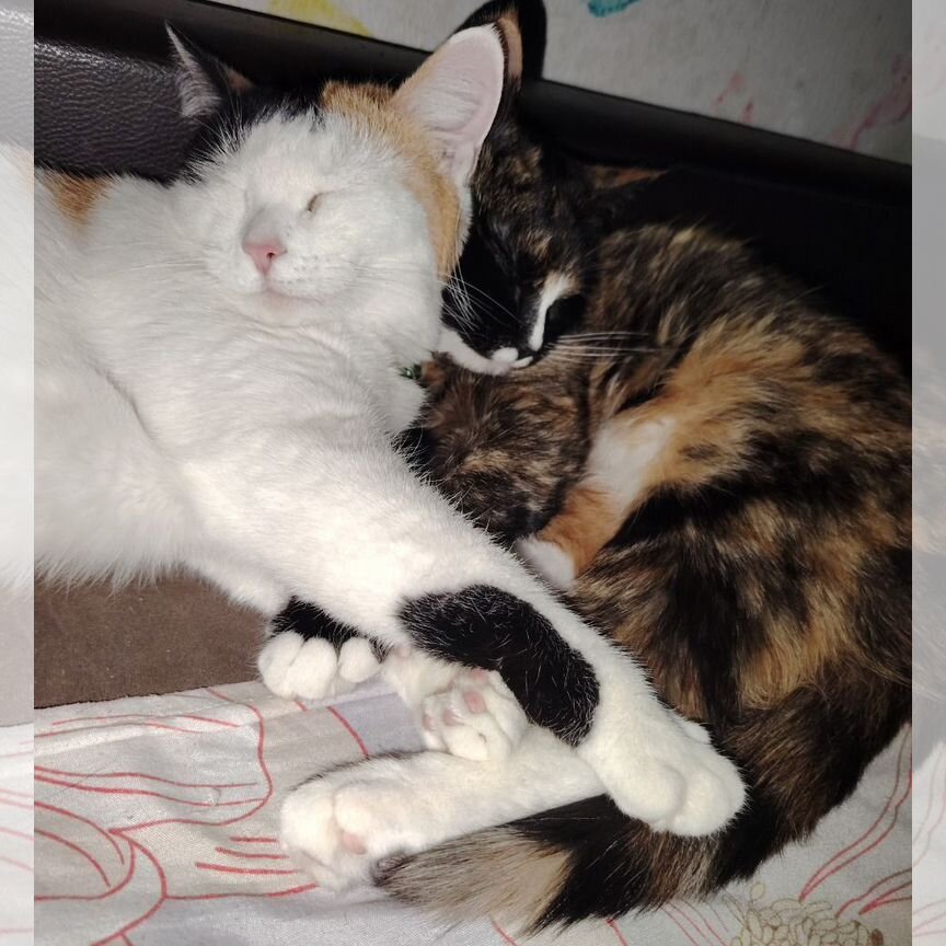 Взрослая, кошка в добрые руки