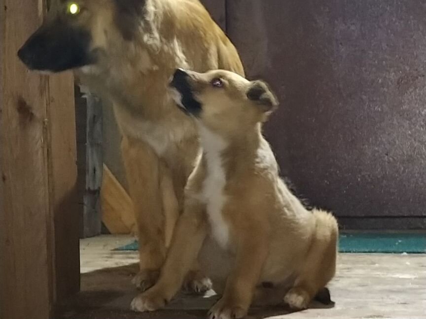 Щенки в добрые руки