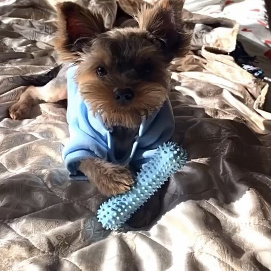 Йоркширский терьер