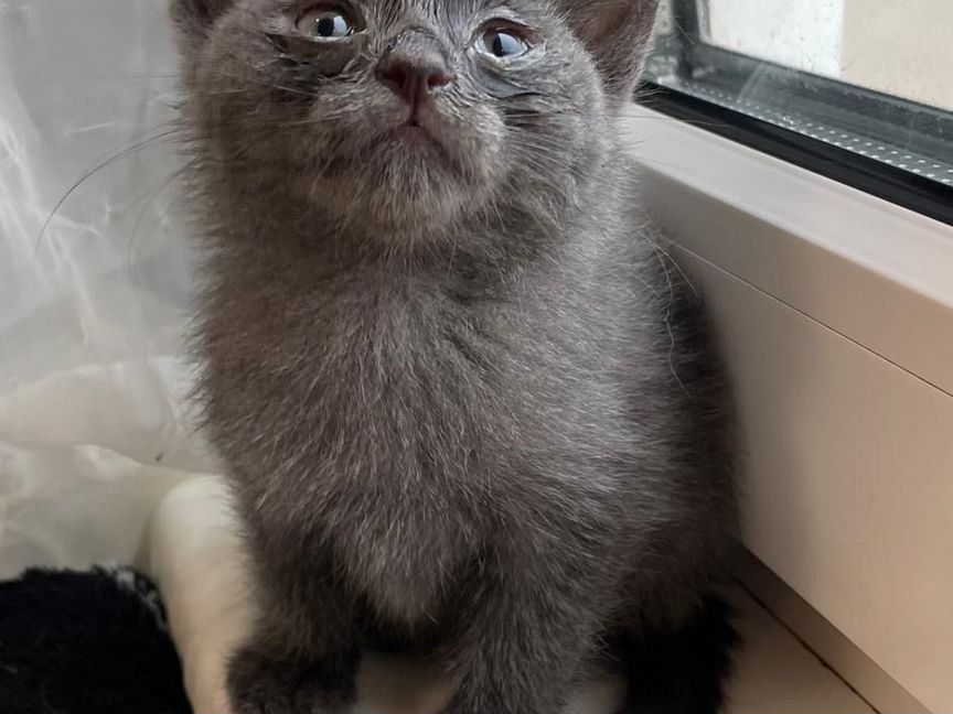Котенок голубой мишка