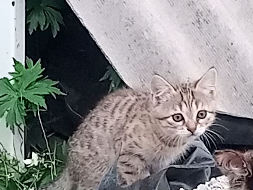 Отдам в добрые руки