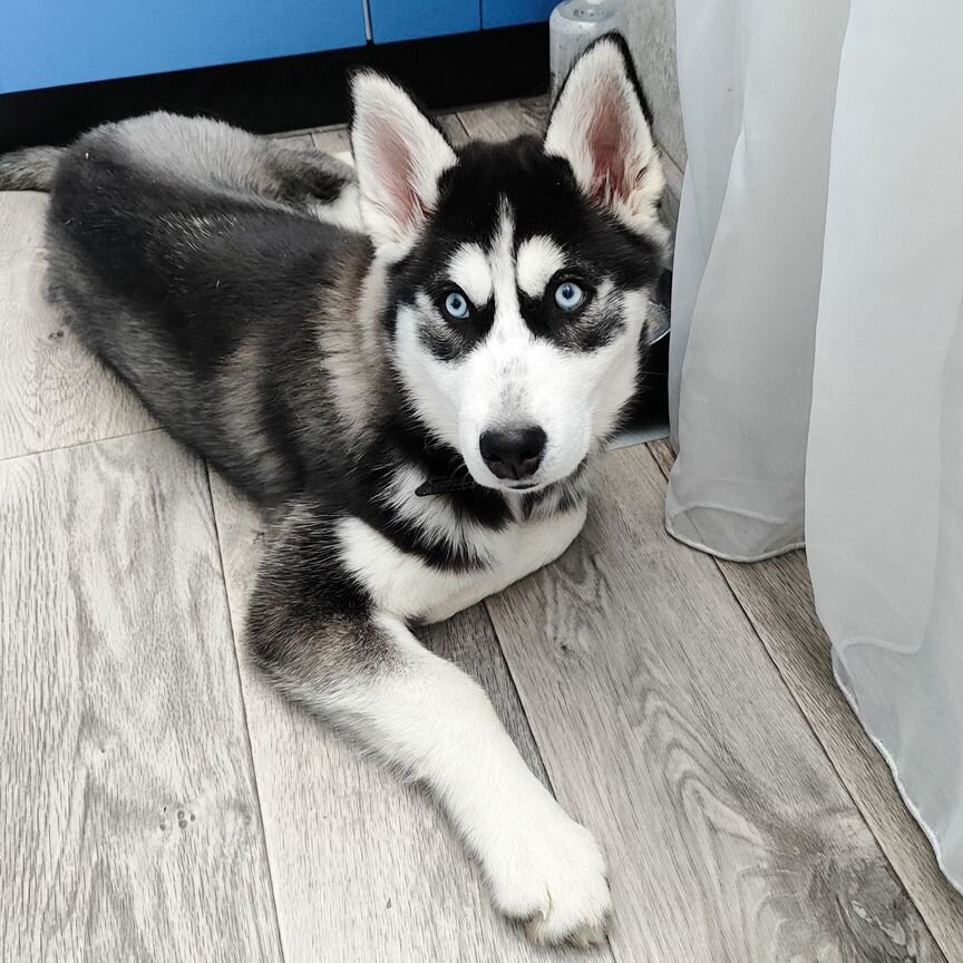 Сибирский хаски, щенок