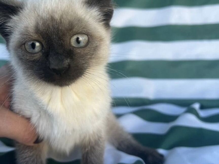 Сиамские котята