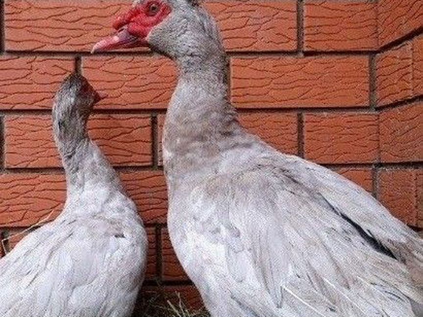 Индаутака лаванда