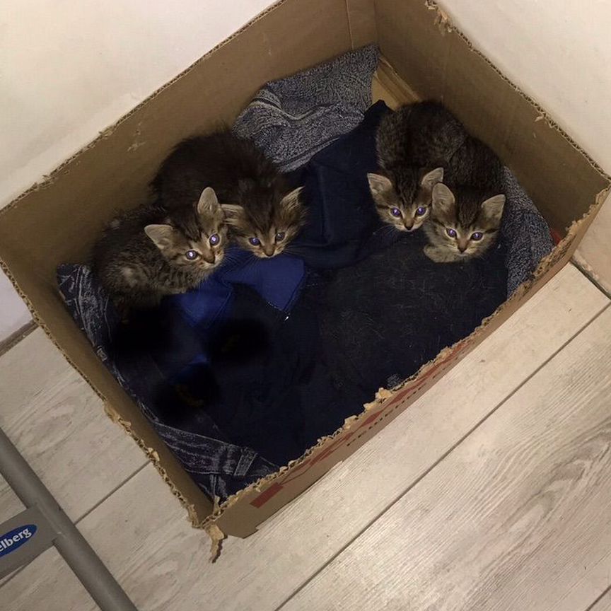 Отдам в хорошие руки котят