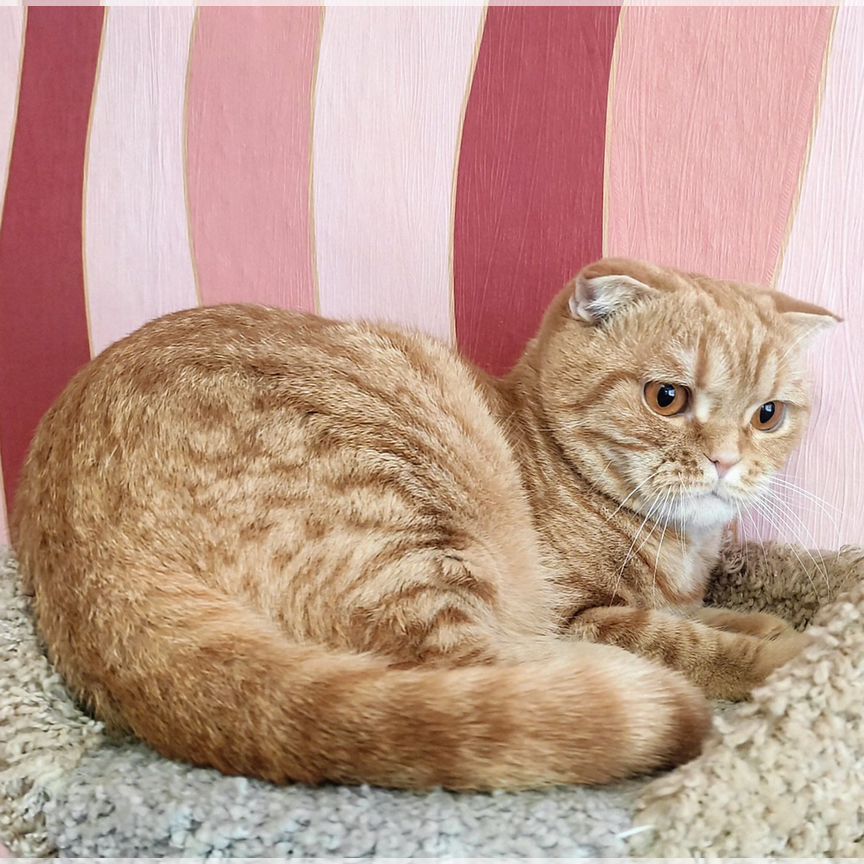 Шотландская вислоухая кошечка