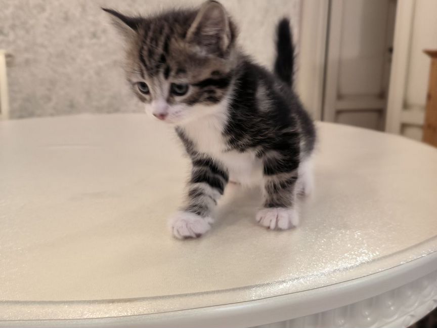 Котята