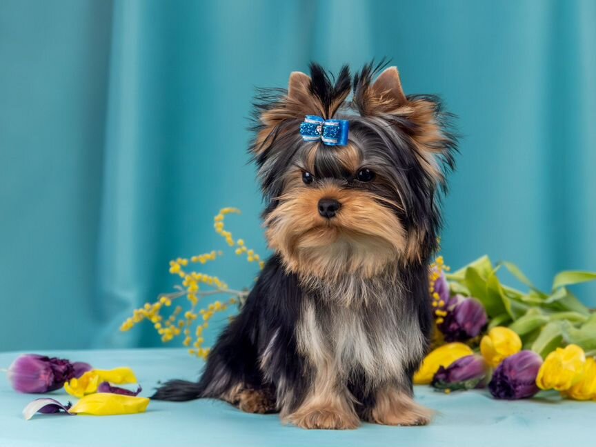 Мини мальчик йорк - Потап