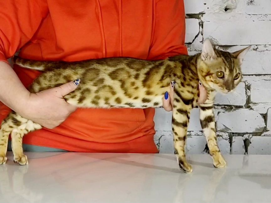 Бенгальская кошечка 4 мес