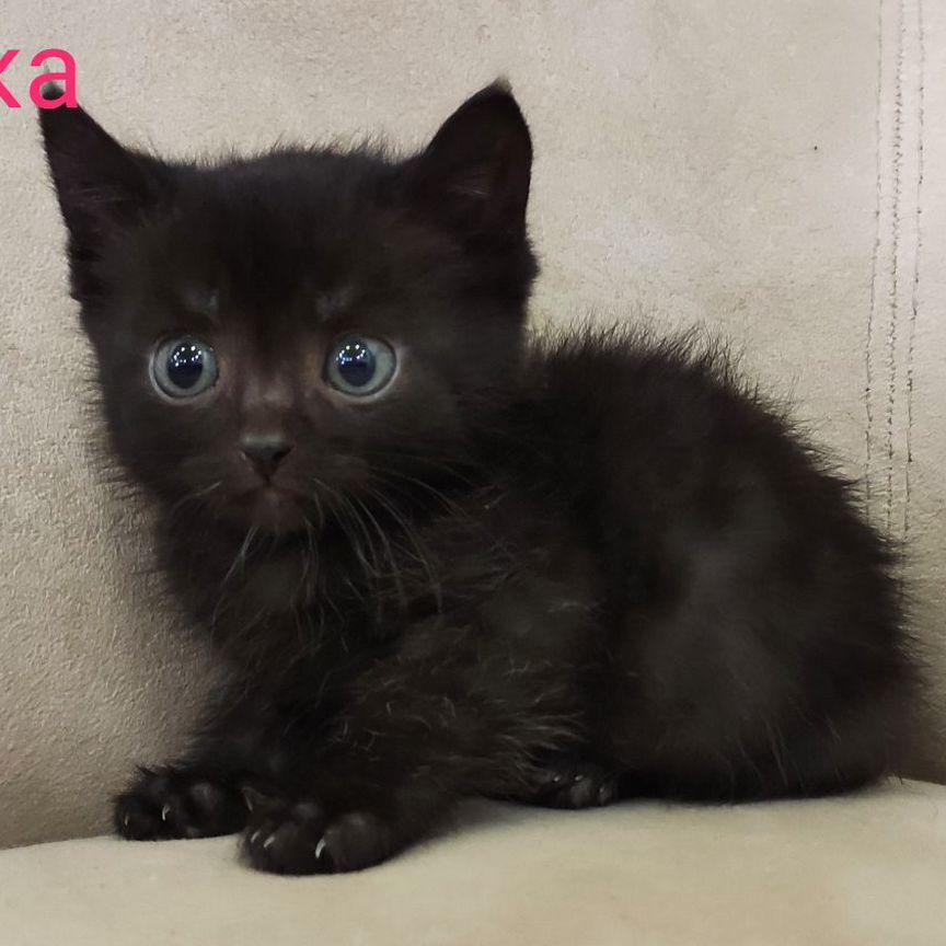 Отдам котенка в добрые руки от кошки мышеловки