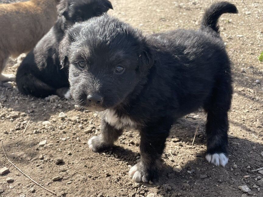 Щенок в добрые руки