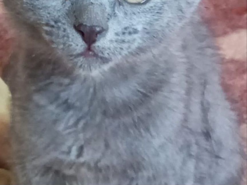 Котята в добрые руки бесплатно