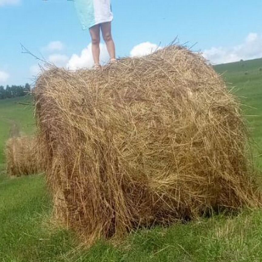 Продам сено в рулонах