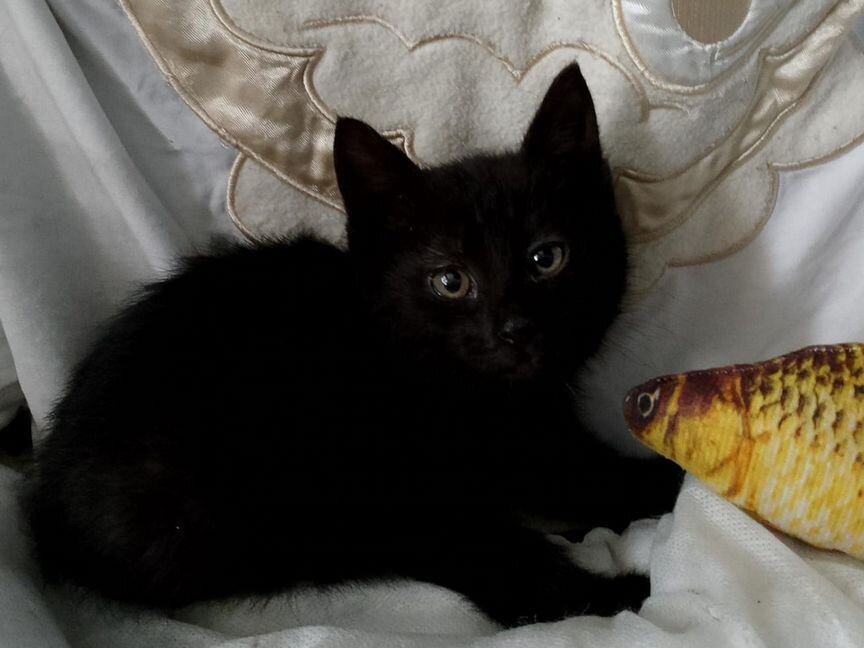 Чёрный котенок Айна 2 месяца в добрые руки