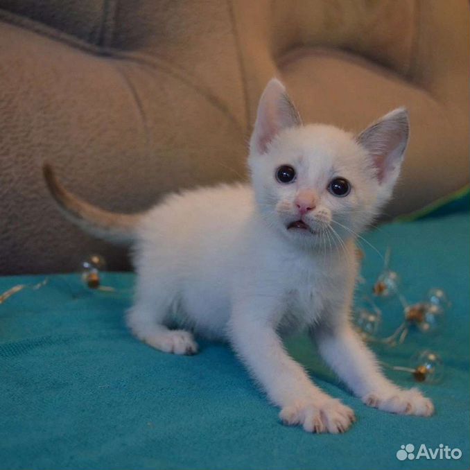 Котёнок 1.5 месяца мальчик Хулиганчик