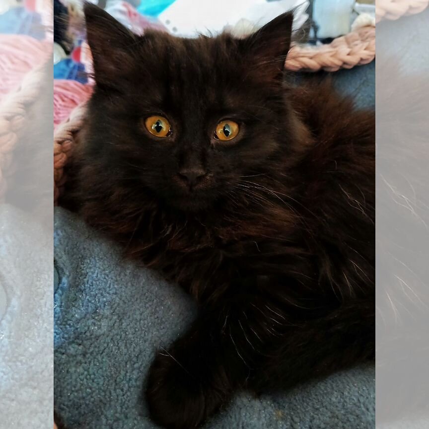 Мейн-кун котёнок