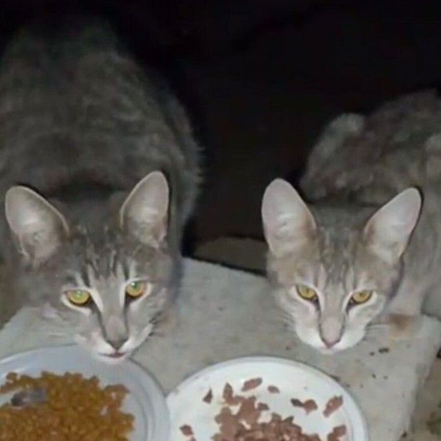 Голодные кошки на улице