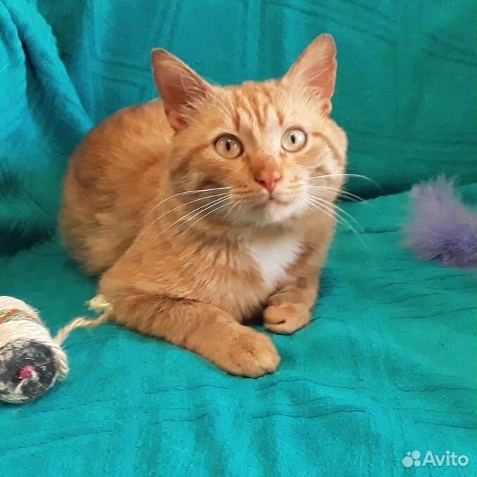 Котята «Рыжая Карамель» в дар в добрые руки