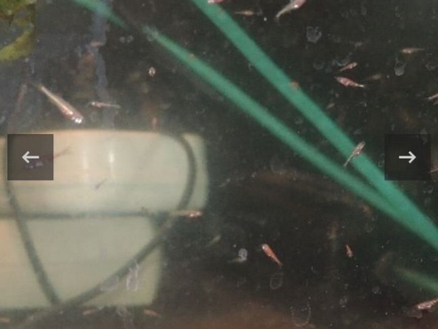 Данил рерио мальки 1 месяц