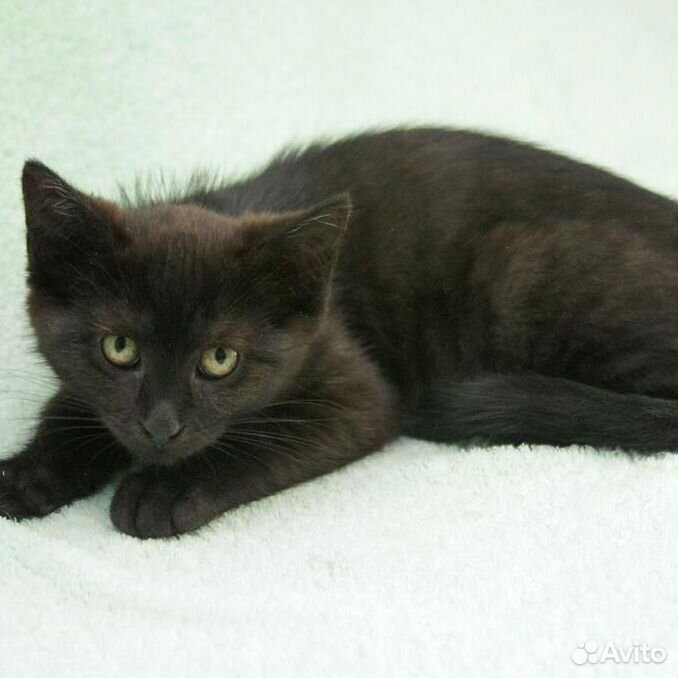 Котёнок Эмили