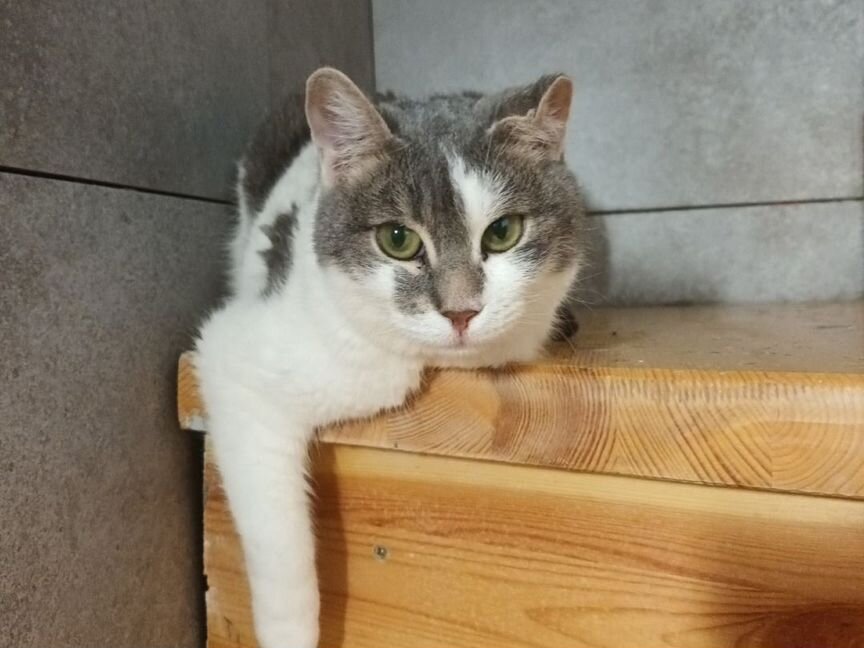 Кошка, которая не прыгает, в самые добрые руки