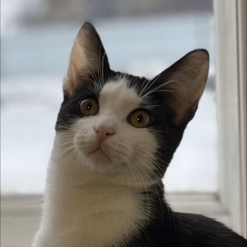Котенок ищет дом