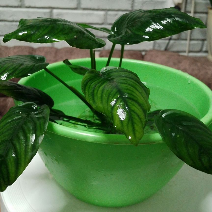 Растения в аквариум