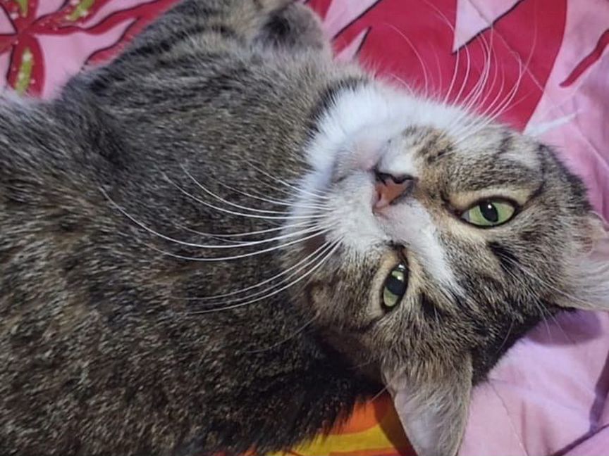 Кисуля ищет семью