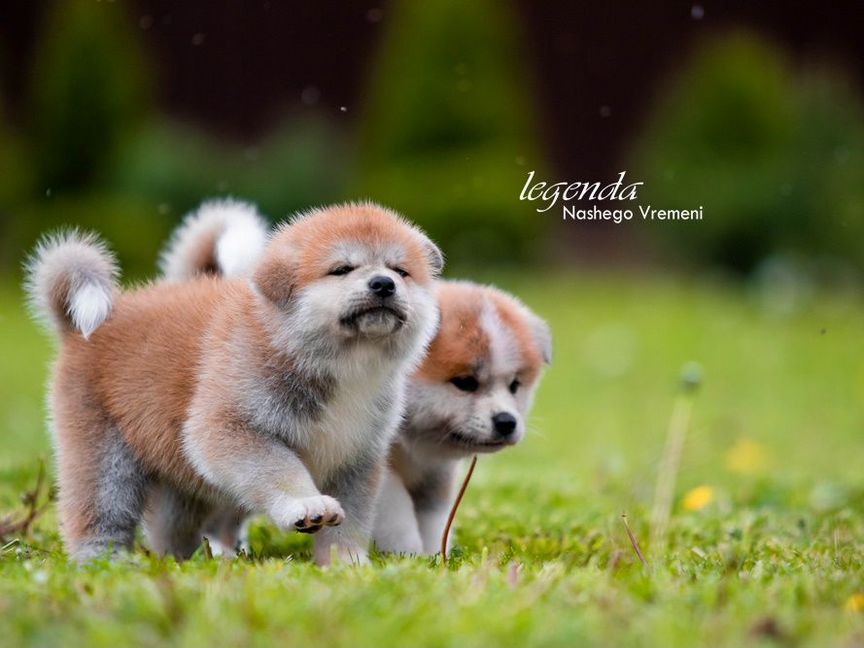 Красивые,породные малиши акита для людей хоторые и