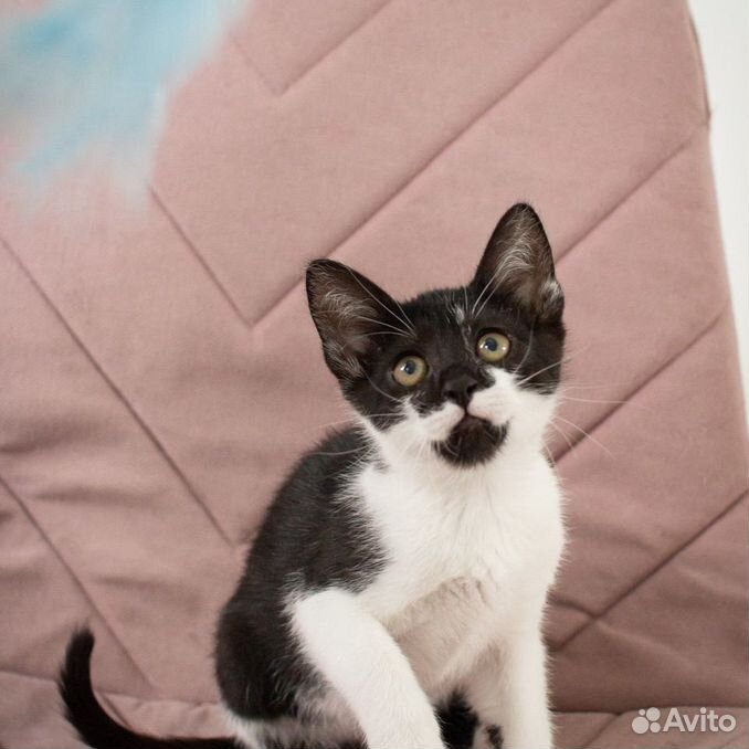 Котенок-девочка Тинь ищет дом