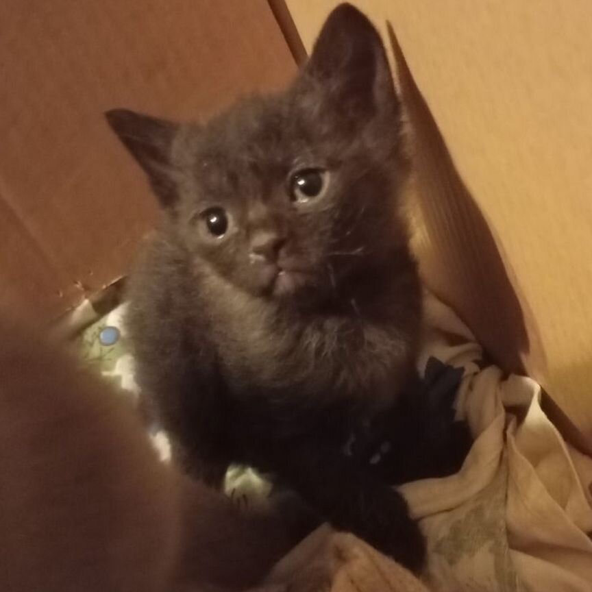 Британский короткошёрстный котёнок