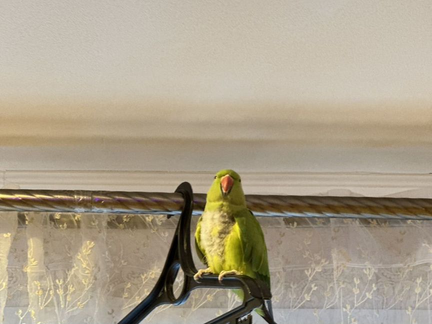 Ожереловый попугай