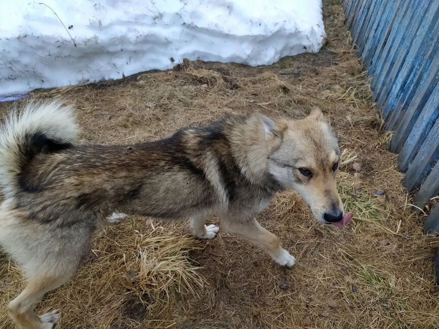 Щенок лайка