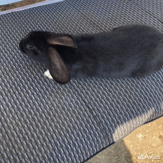 Кролики Порода фронцузкие бараны