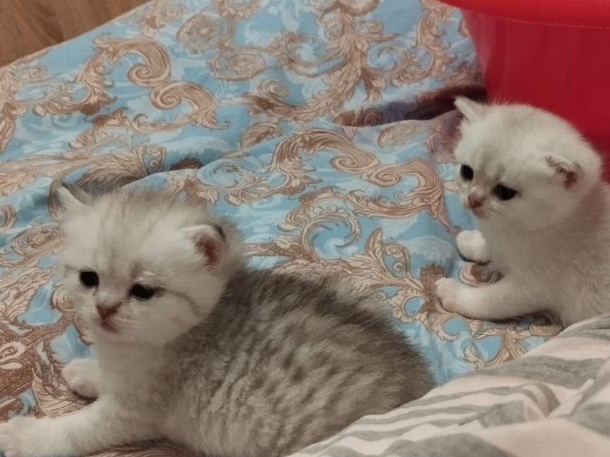 Шотландские котята. Девочки