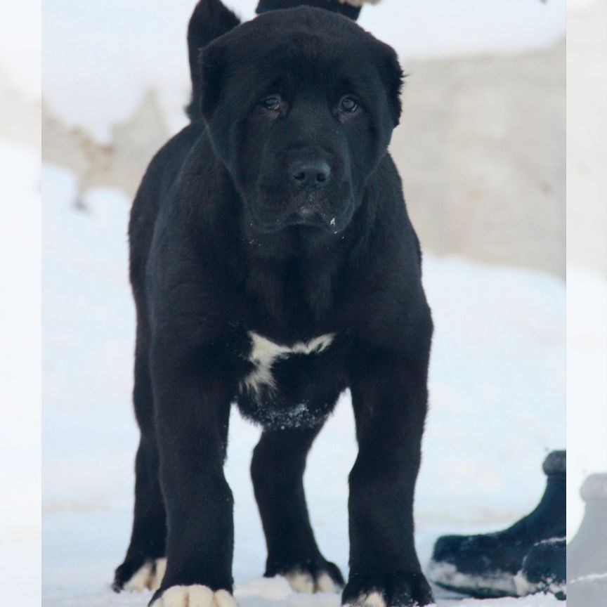 Черная пантера. Среднеазиатская овчарка