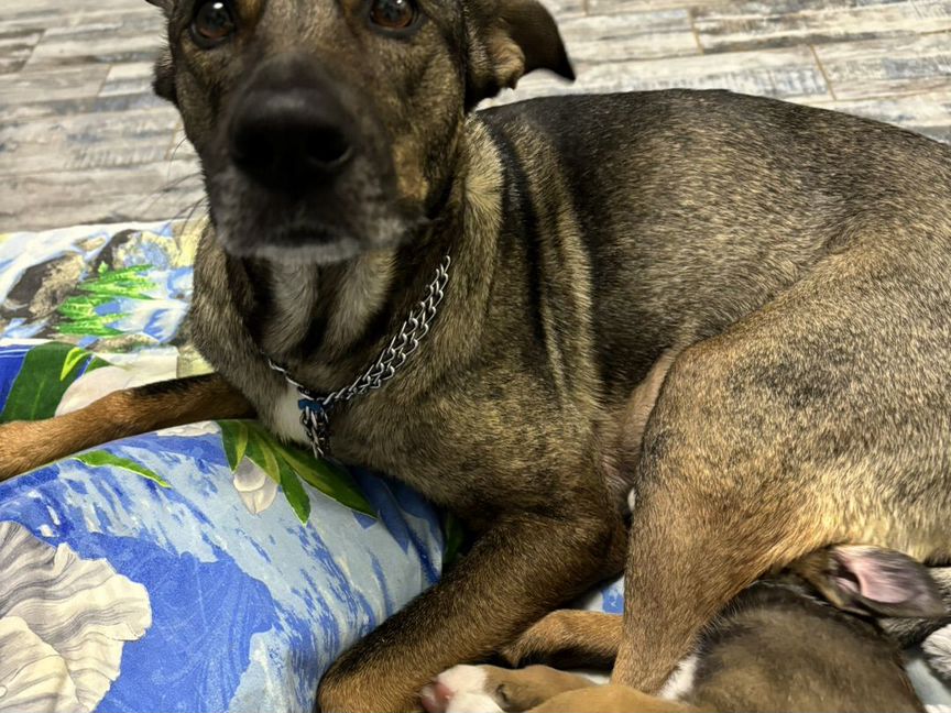 Собаки бесплатно в добрые руки щенки