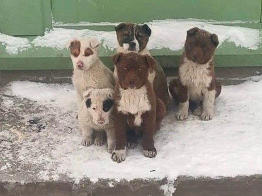 Щенки