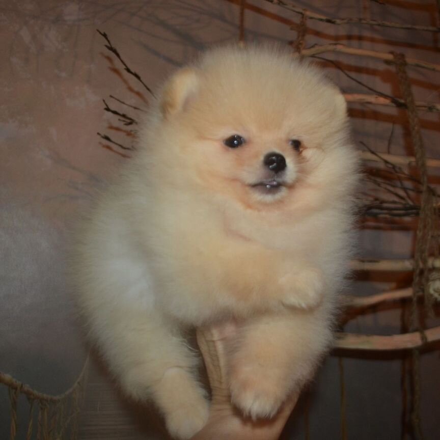 Персиковый мальчик