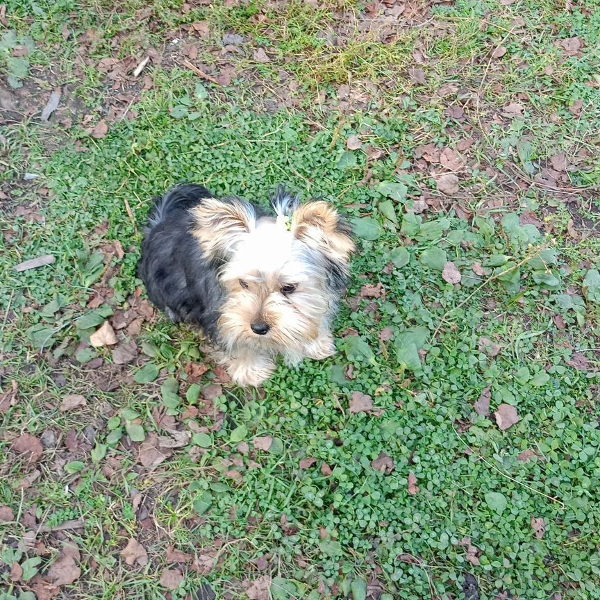 Йоркширский терьер