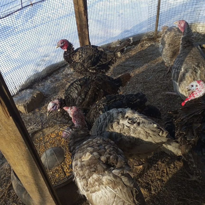 Продам индюков самцы