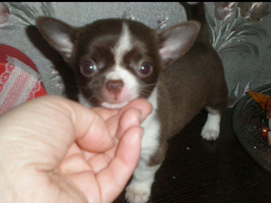 Щенки чихуахуа