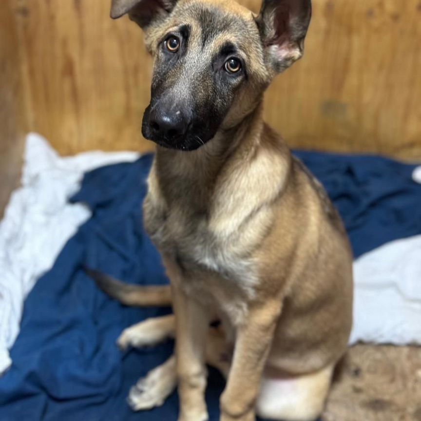 Щенок в добрые руки