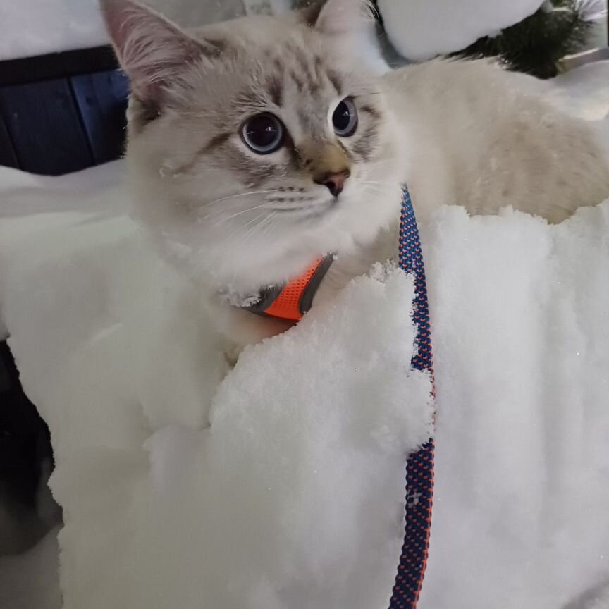 Вязка. Кот Невская маскарадная